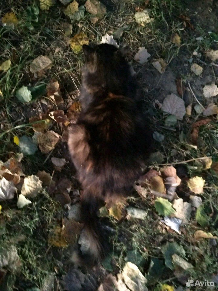 Кошечка красотка ищет дом