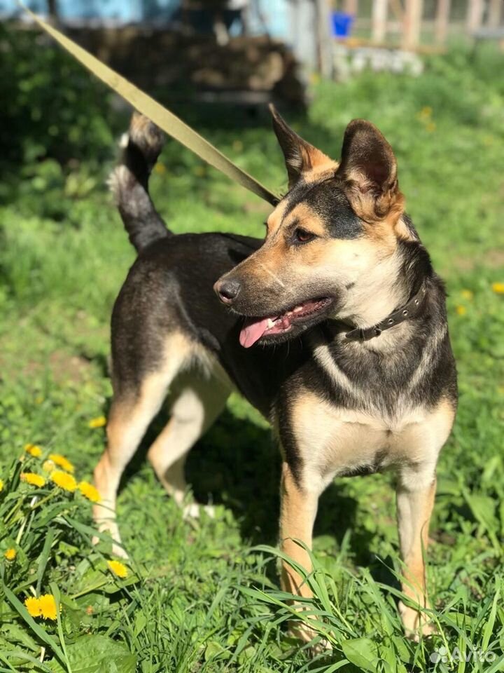 Мини-овчарка ищет дом