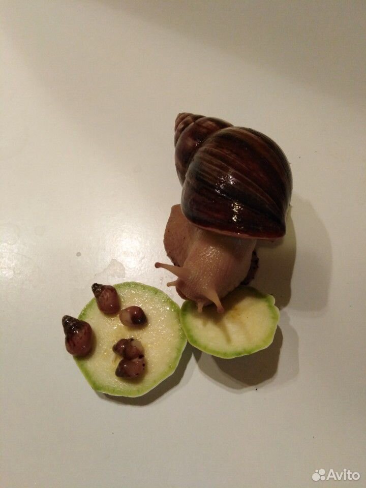 Улитки ахатин