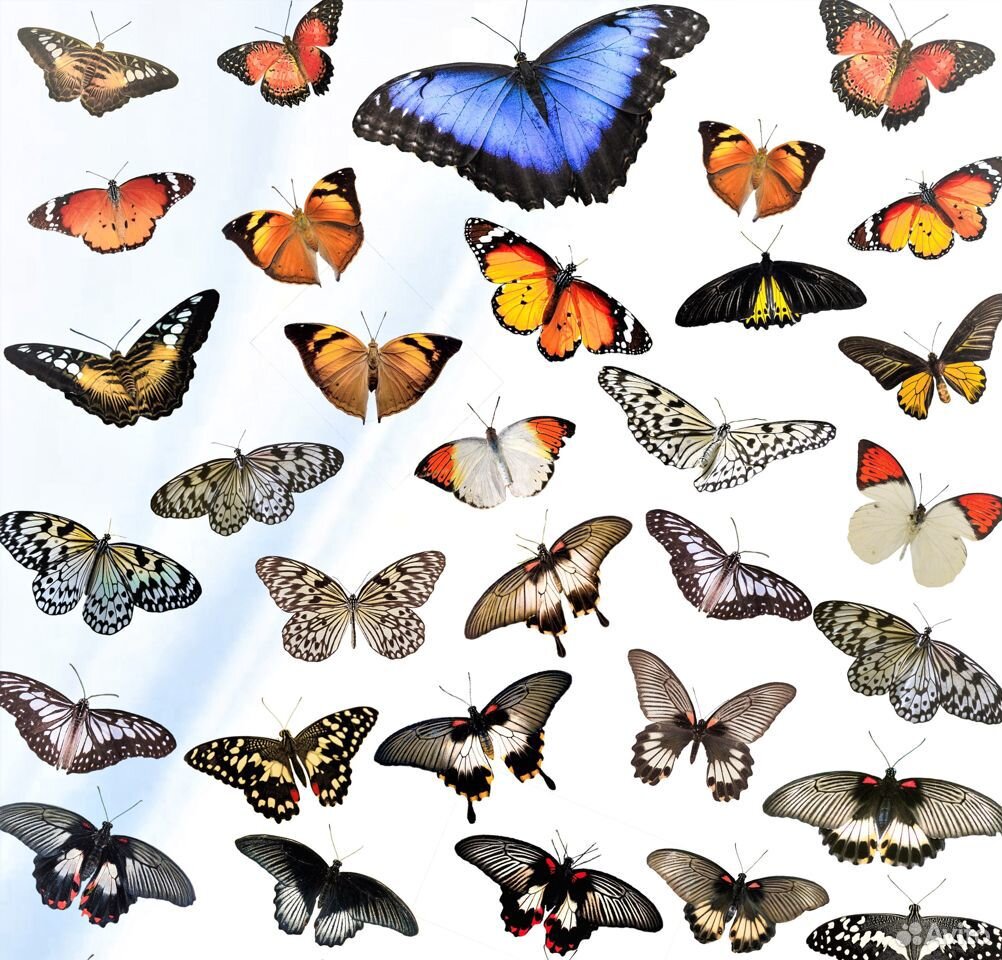 Живые бабочки