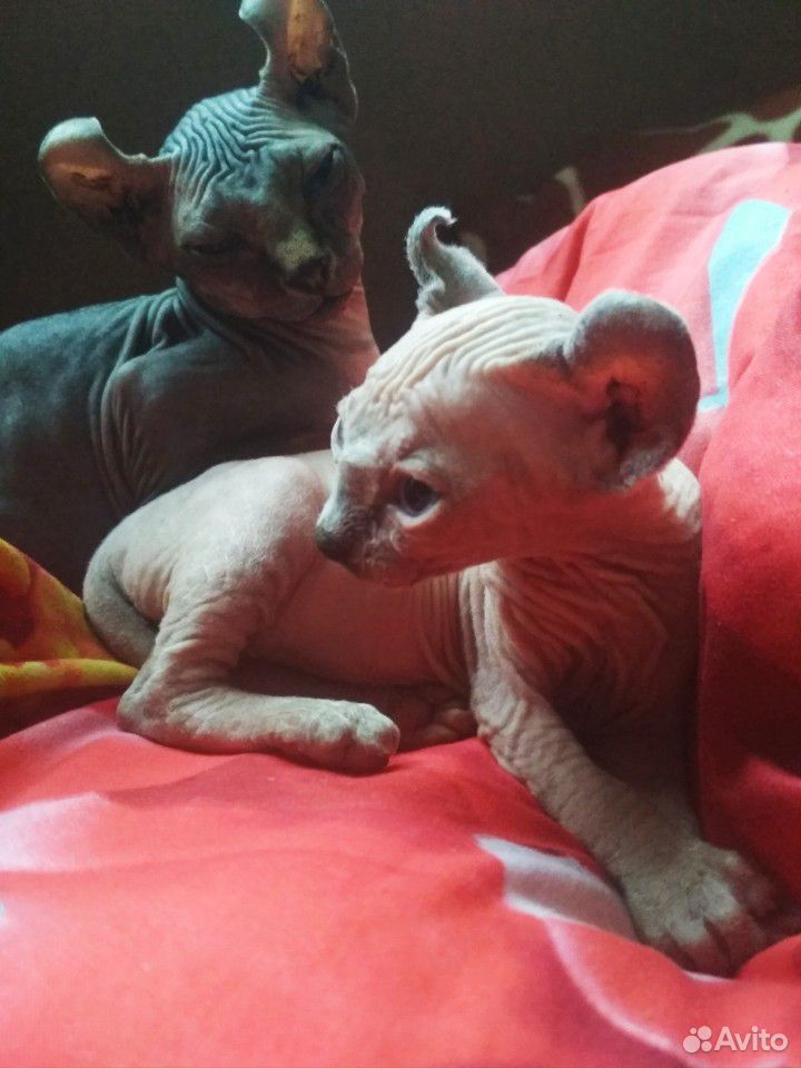 Канадский сфинкс, эльф