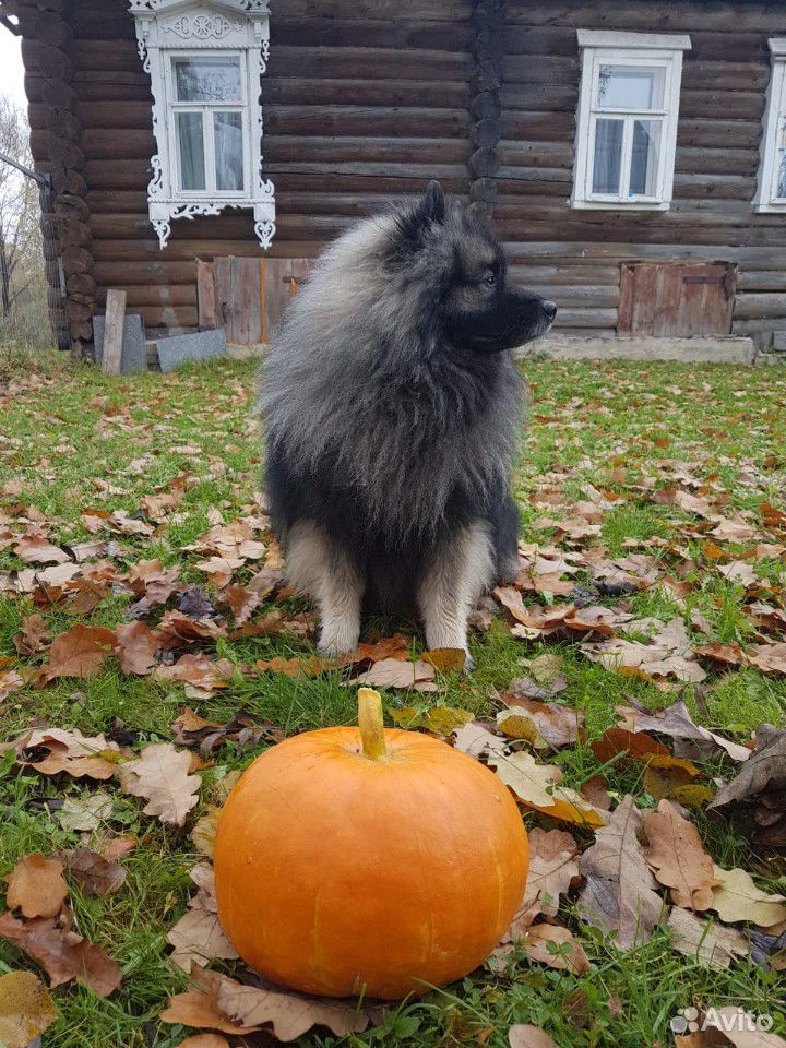Кобель кеесхонда для случки