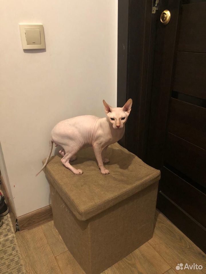 Резиновый Донской сфинкс