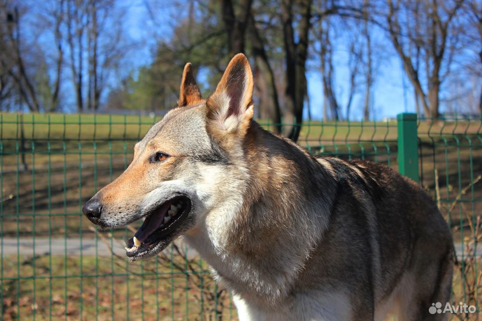 Чехословацкий влчак, кобель для вязок