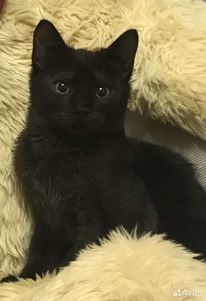 Чёрная пантера