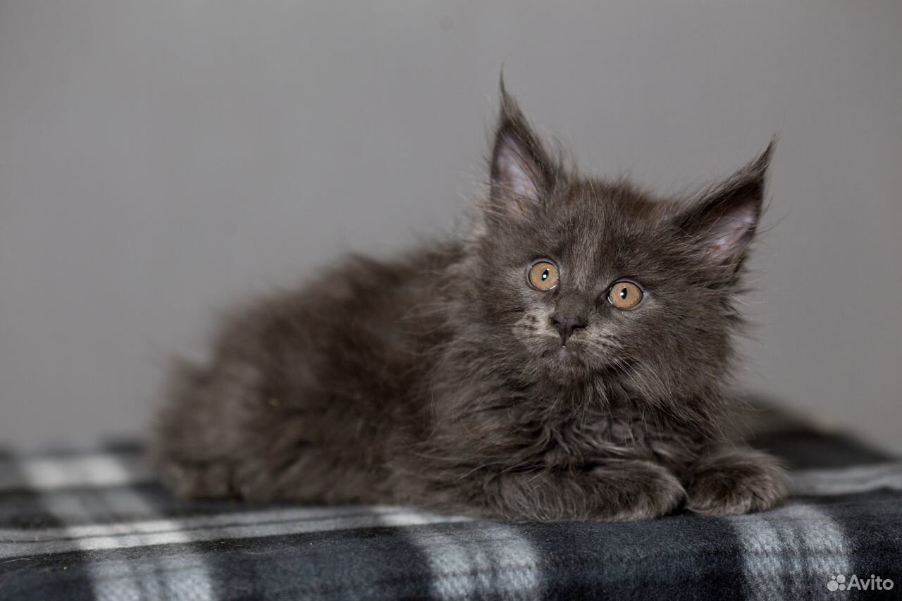 Кошечка 2мес голубой солид полный пакет документов