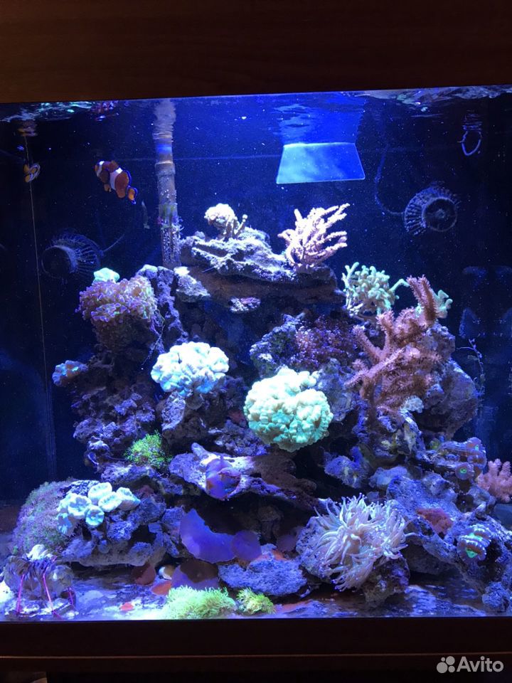 Морской рифовый аквариум