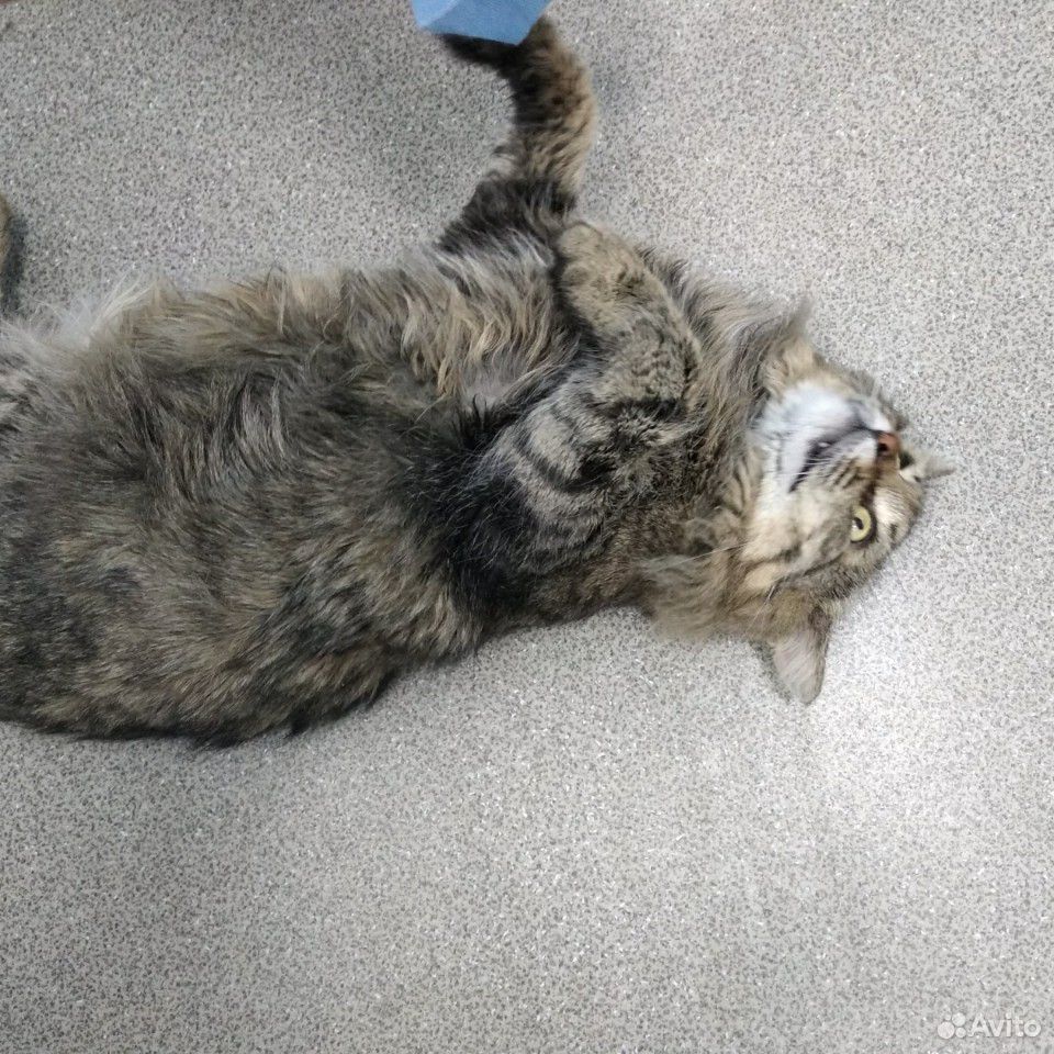 Кот Бос
