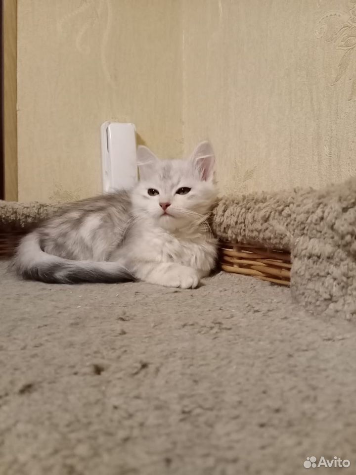 Котята