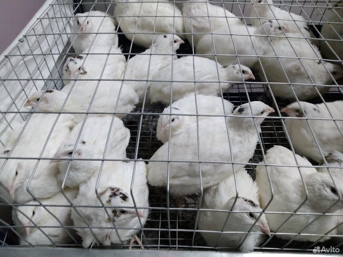 Перепел Техасский