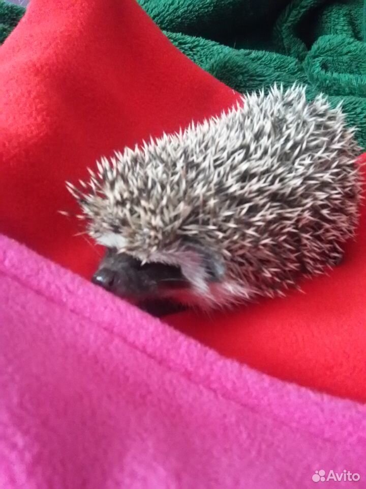 Африканский карликовый еж из питомника