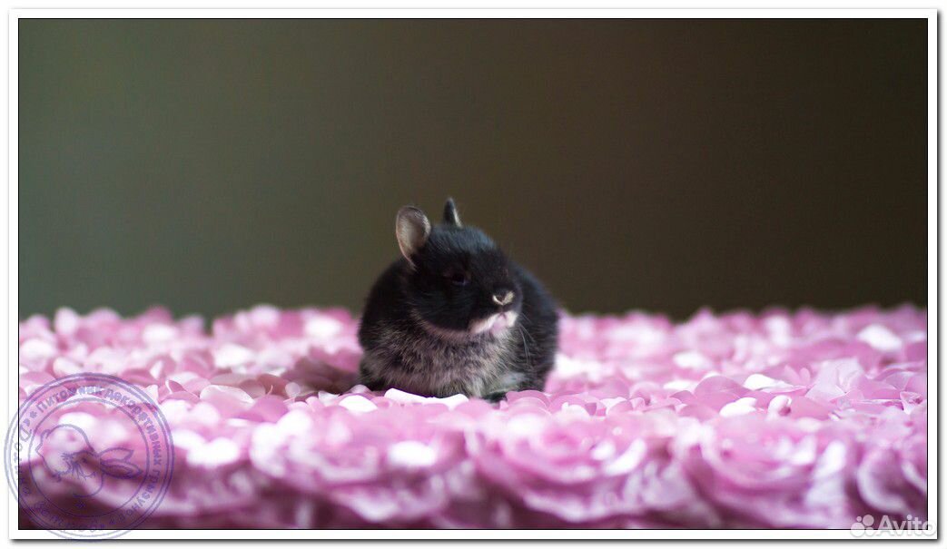 Миниатюрный крольчонок окраса оттер