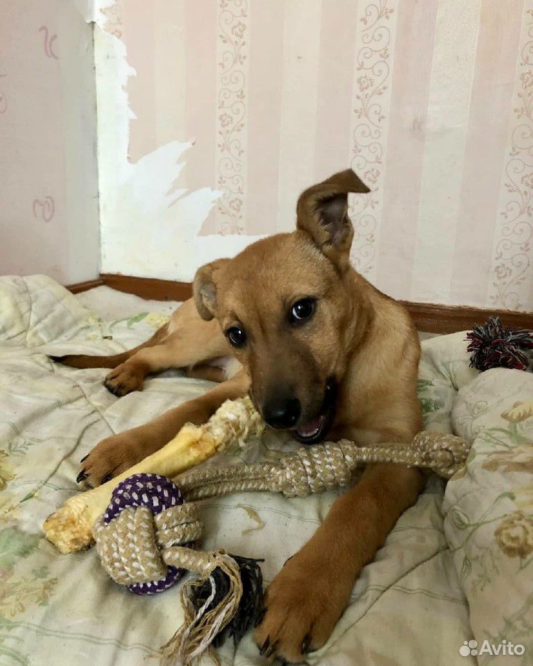 Лилу в дар