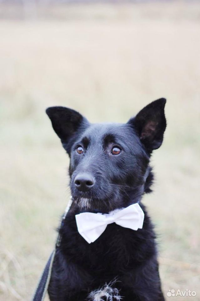 Маленький пёсик из приюта ищет дом и семью