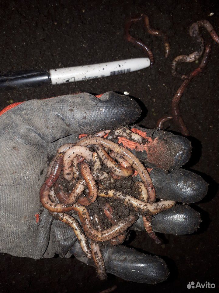 Наживка, черви