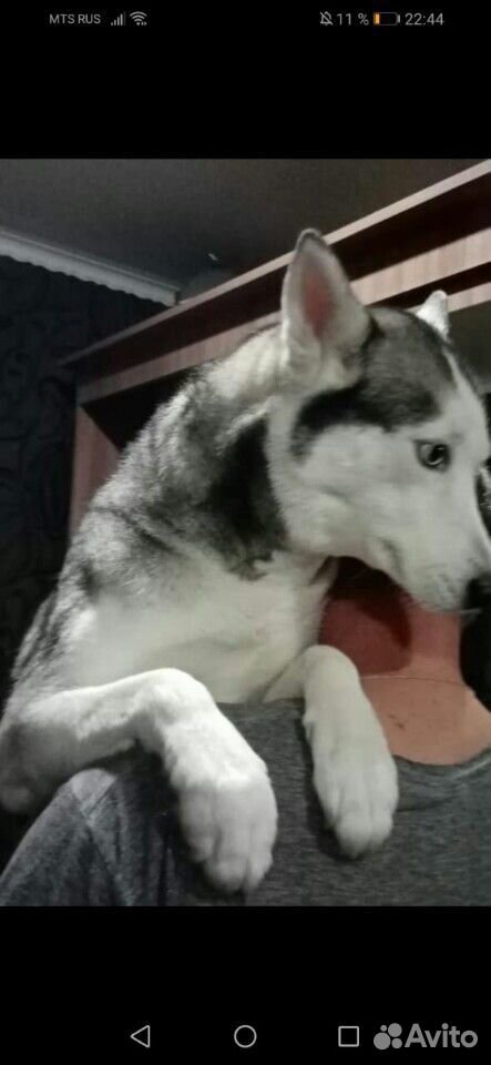 Хаски