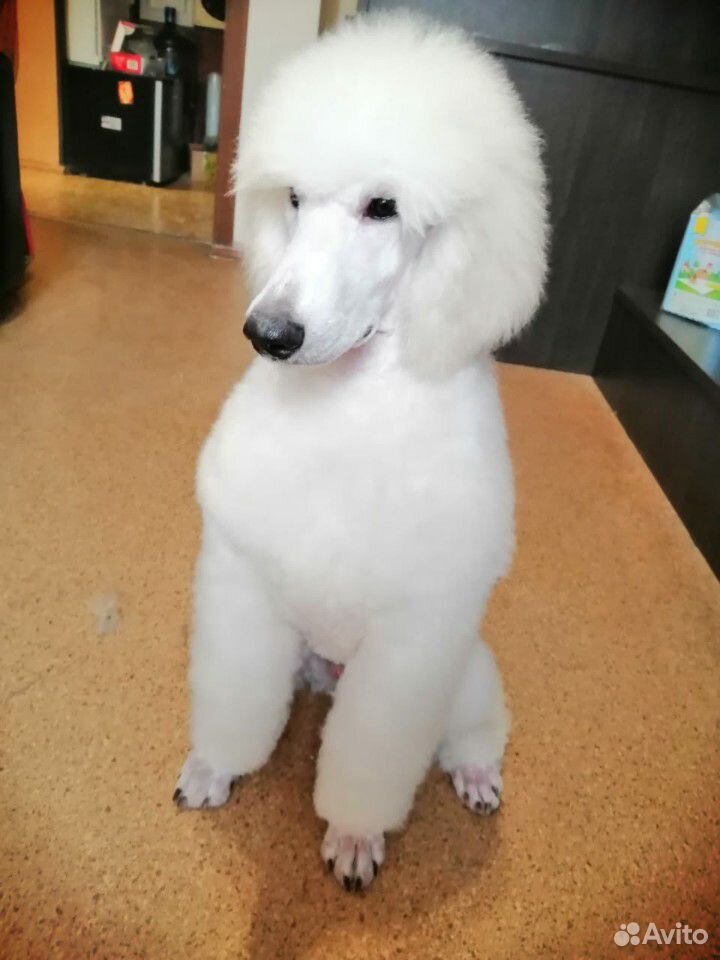 Большой королевский пудель