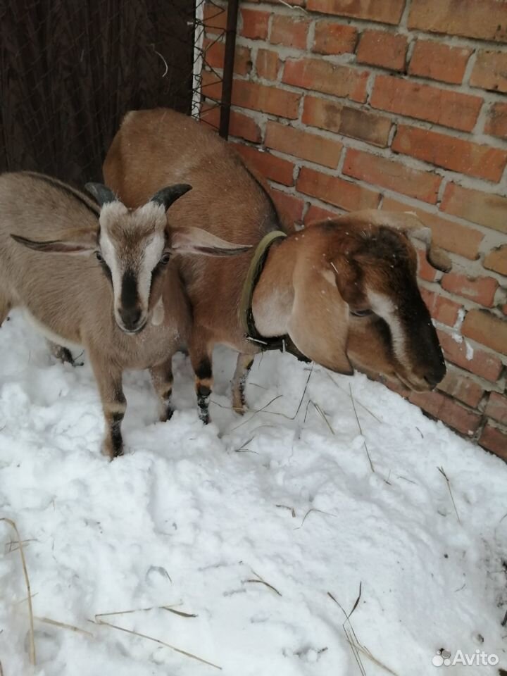 Козлик на племя