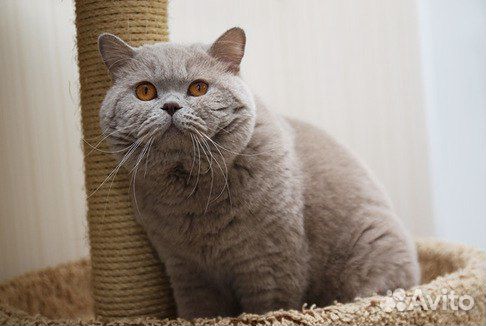 Шотландский кот скоттиш-страйт ждет невест