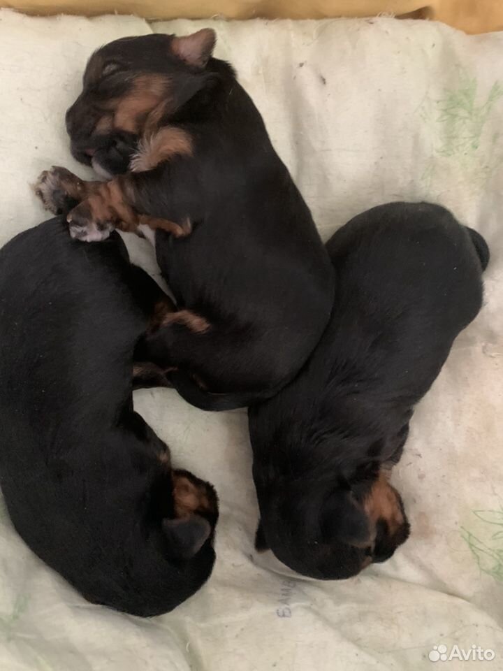 Щенки Йорка стандарт