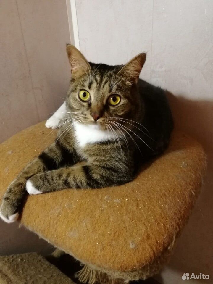 Кот Мурзик сама любовь,1год, кастрирован