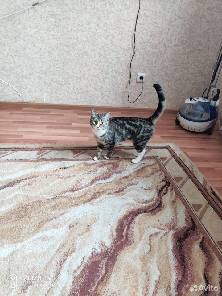 Шотланская метиска девочка 6мес стерилизованная