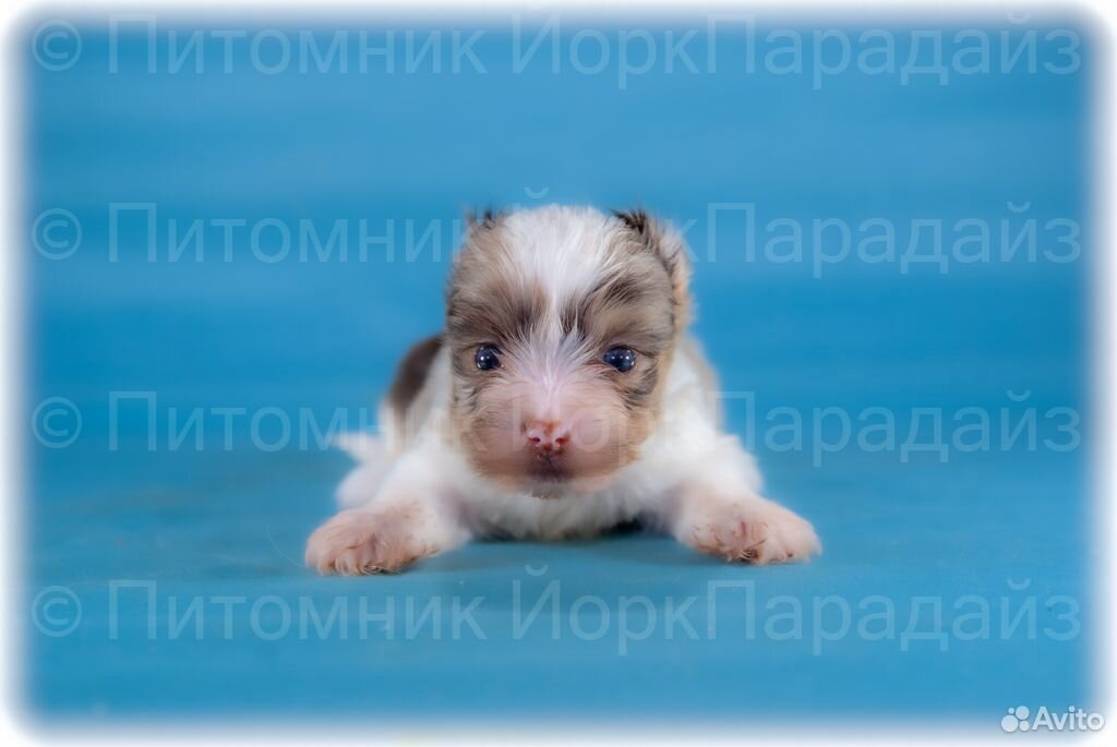 Шоко мерле мини мальчик