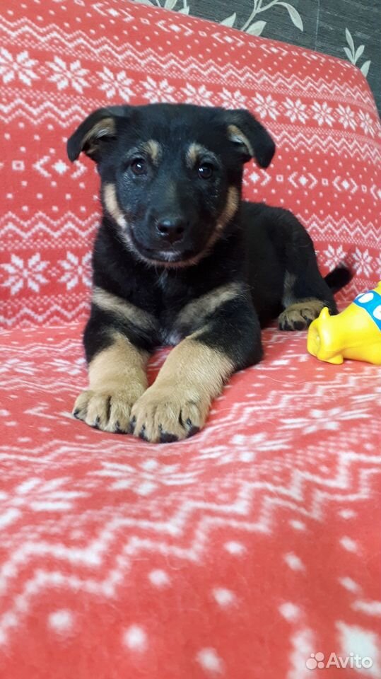 Марс на охрану и как друг