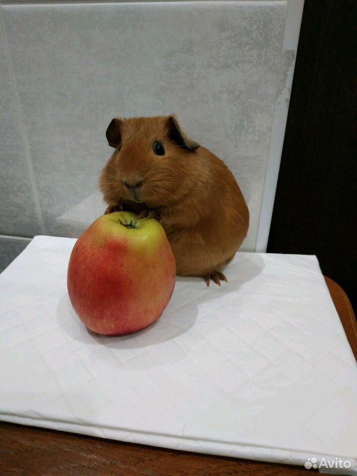 Морская свинка