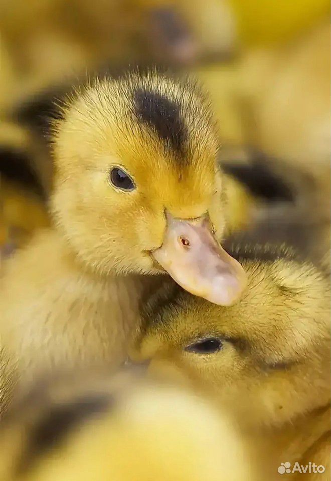 Утки мулард ST-5