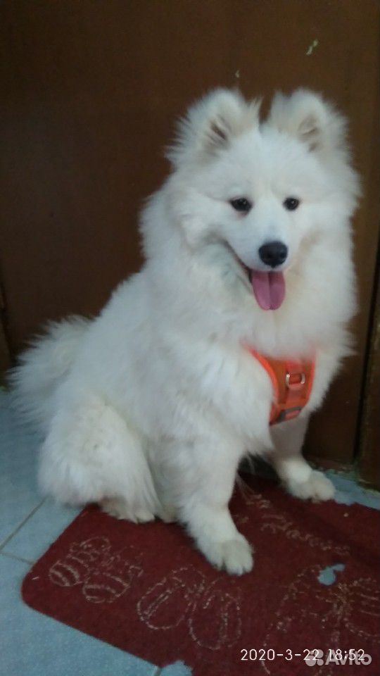 Самоед девочка 8 месяцев