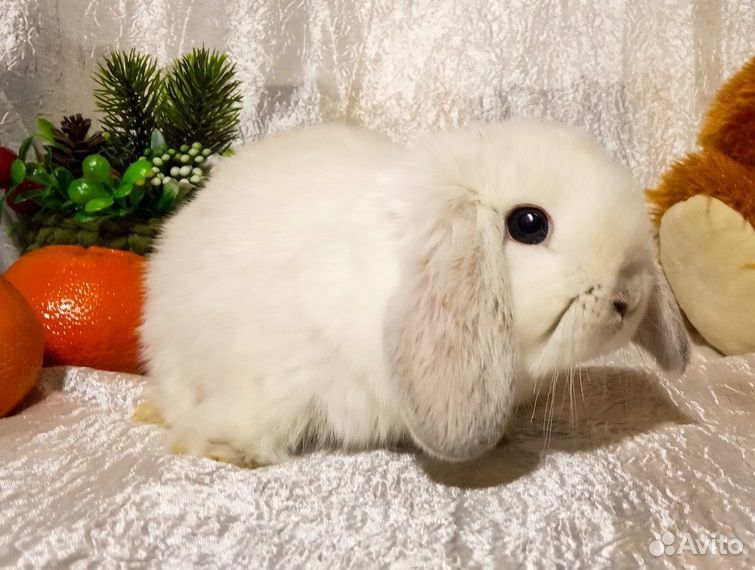 Мягкие домашние любимцы