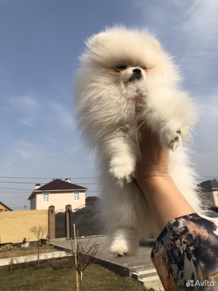 Шпиц Шедевр