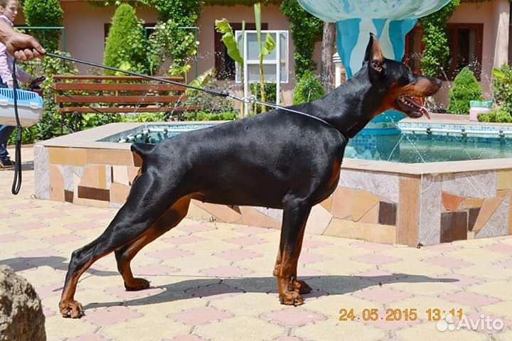 Продаются щенки доберманов