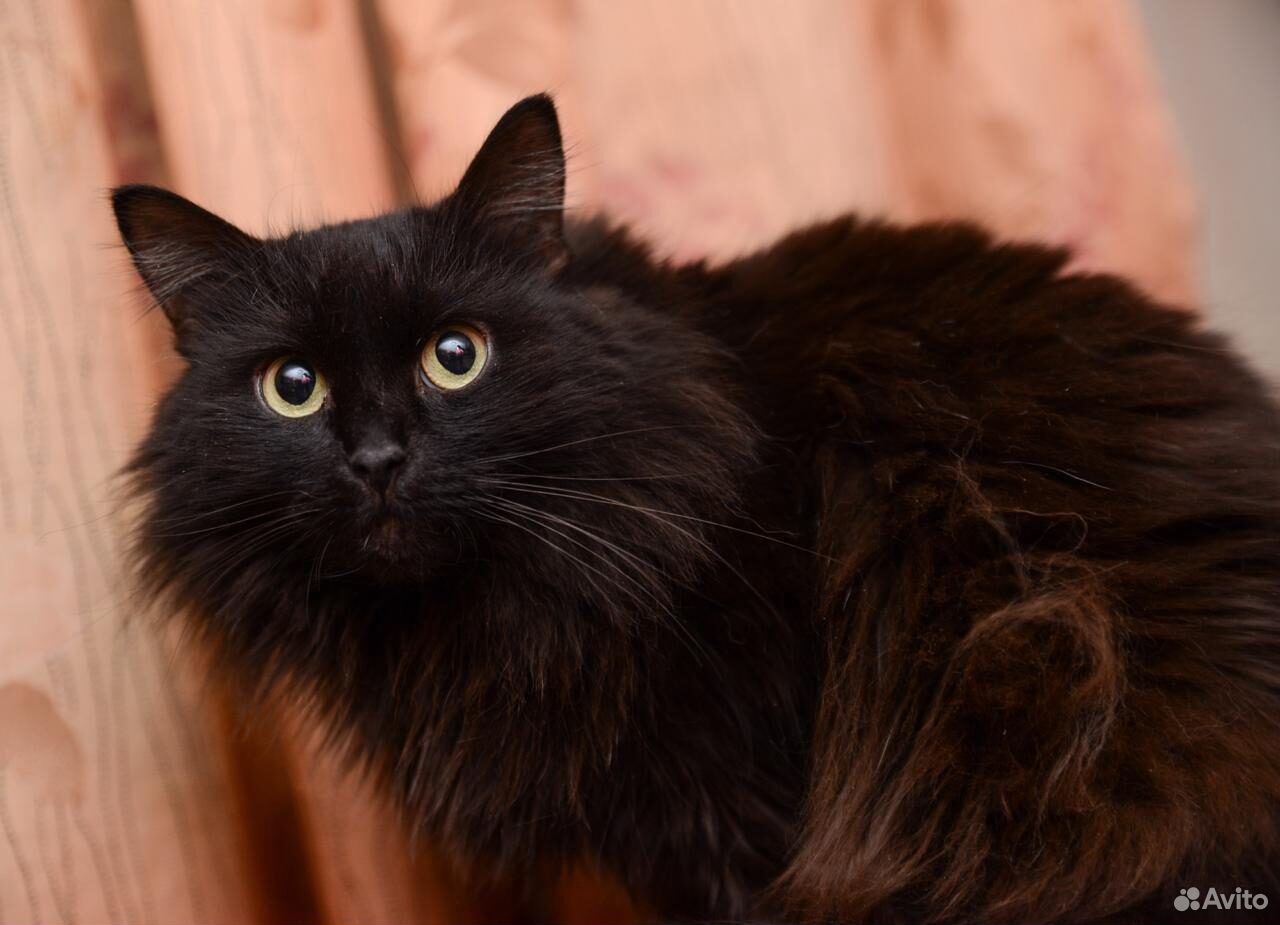 Шикарная кошка в добрые руки