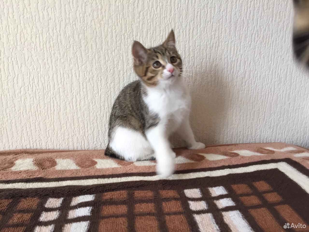 Кошка