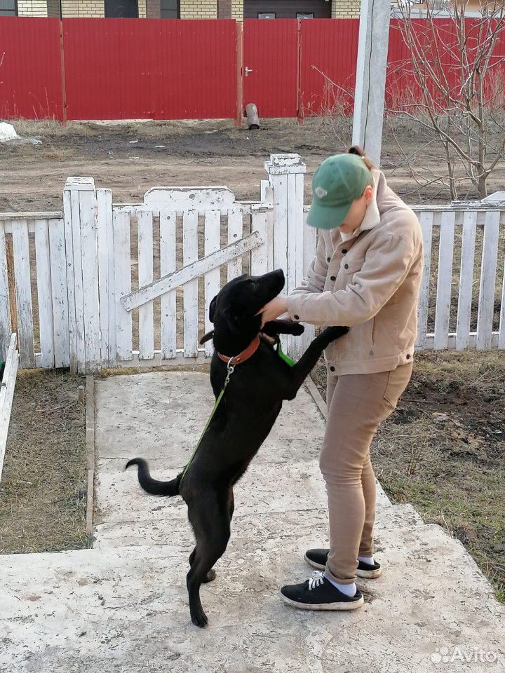 Отдам в хорошие руки