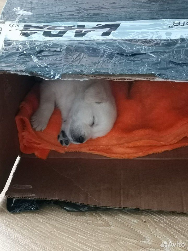 Щенок лабладора