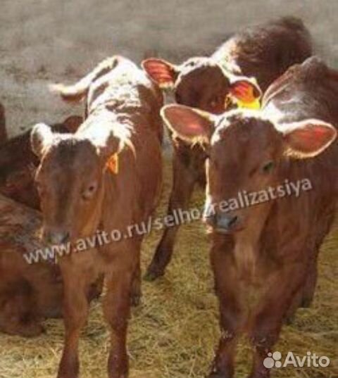 Бычки и телята