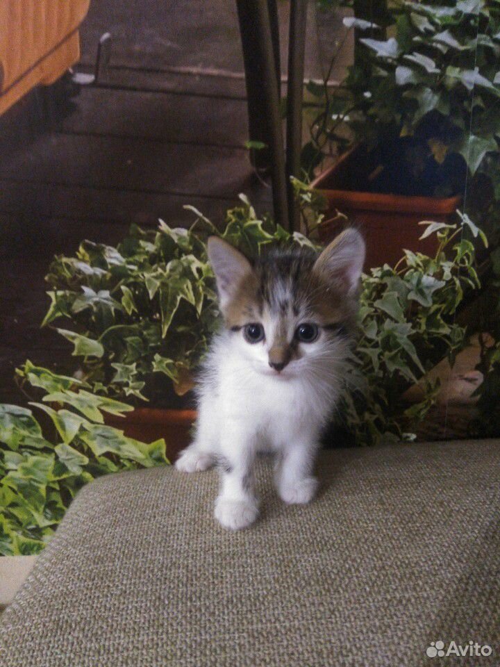 Кошка