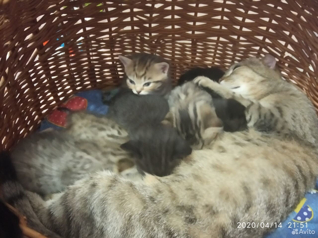 Котятки мама шатланская веслоухая,папа британец