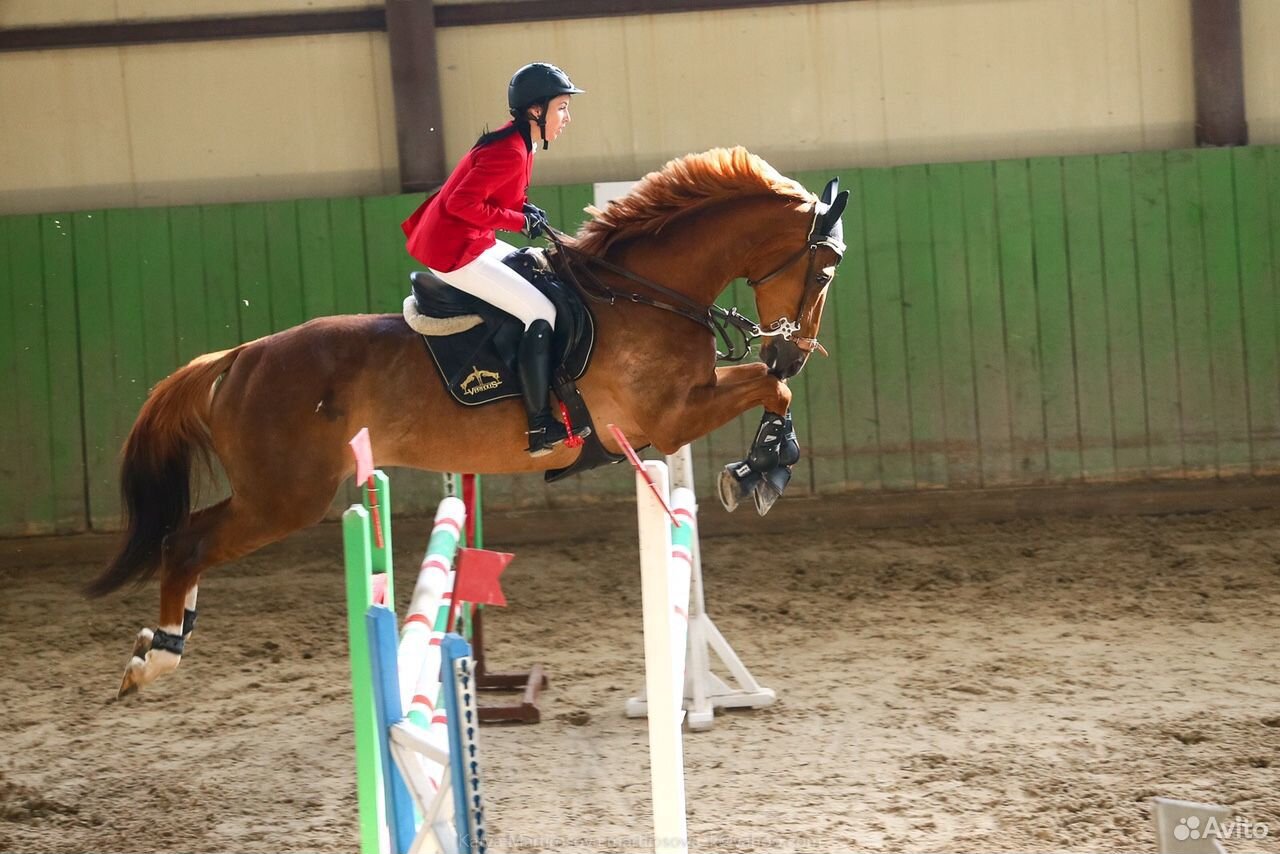 Спортивная молодая лошадь в конкур