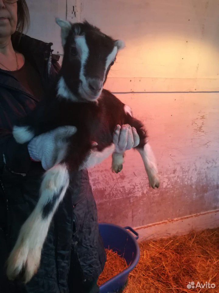 Козочки ламанча