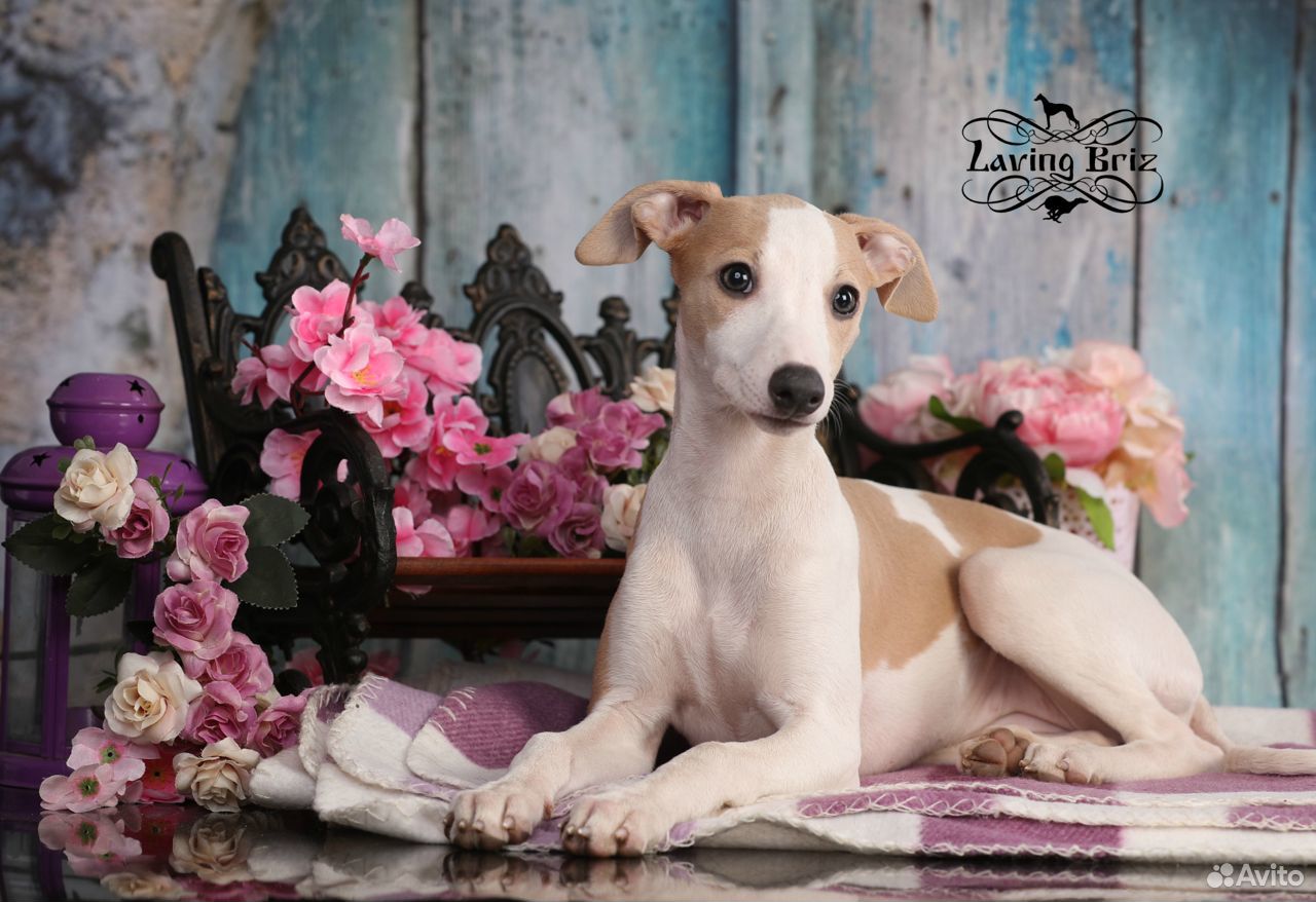 Щенки уиппета