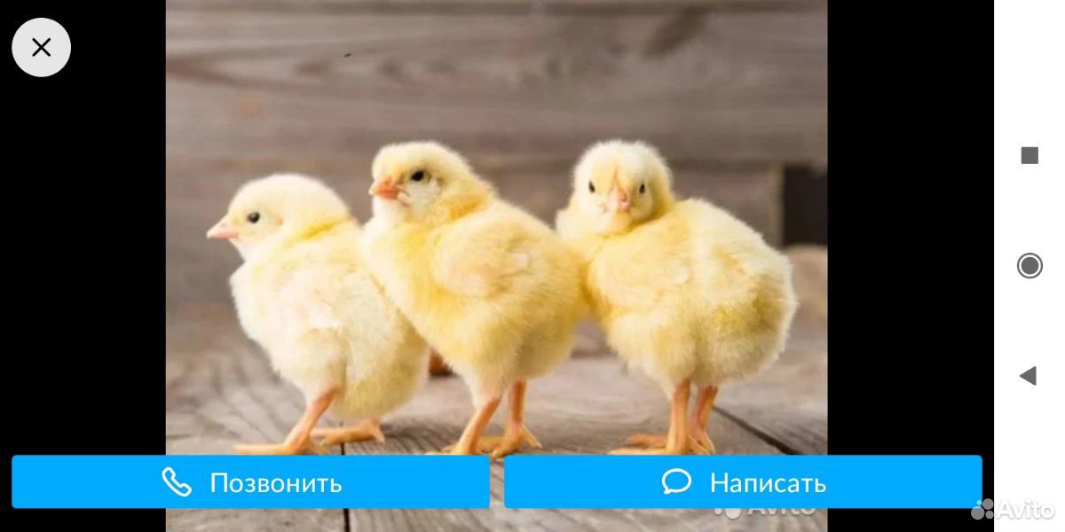 Цыпленок бройлер от5дн до 25 дн запись на утят