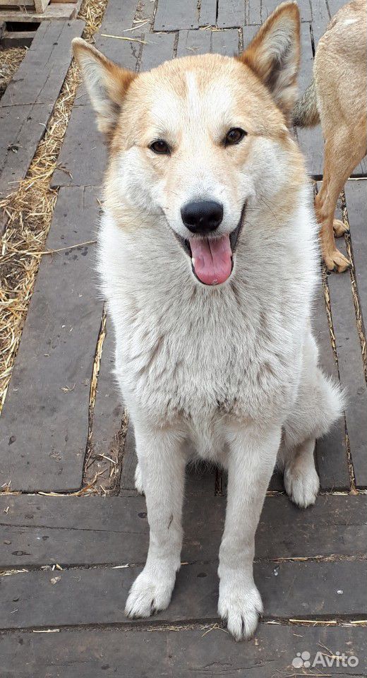 Балто отдам в добрые руки