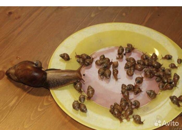 Ахатинских улитка