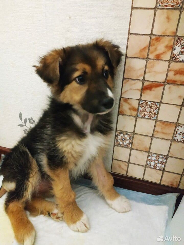 Щенок Шанечка, Шанель