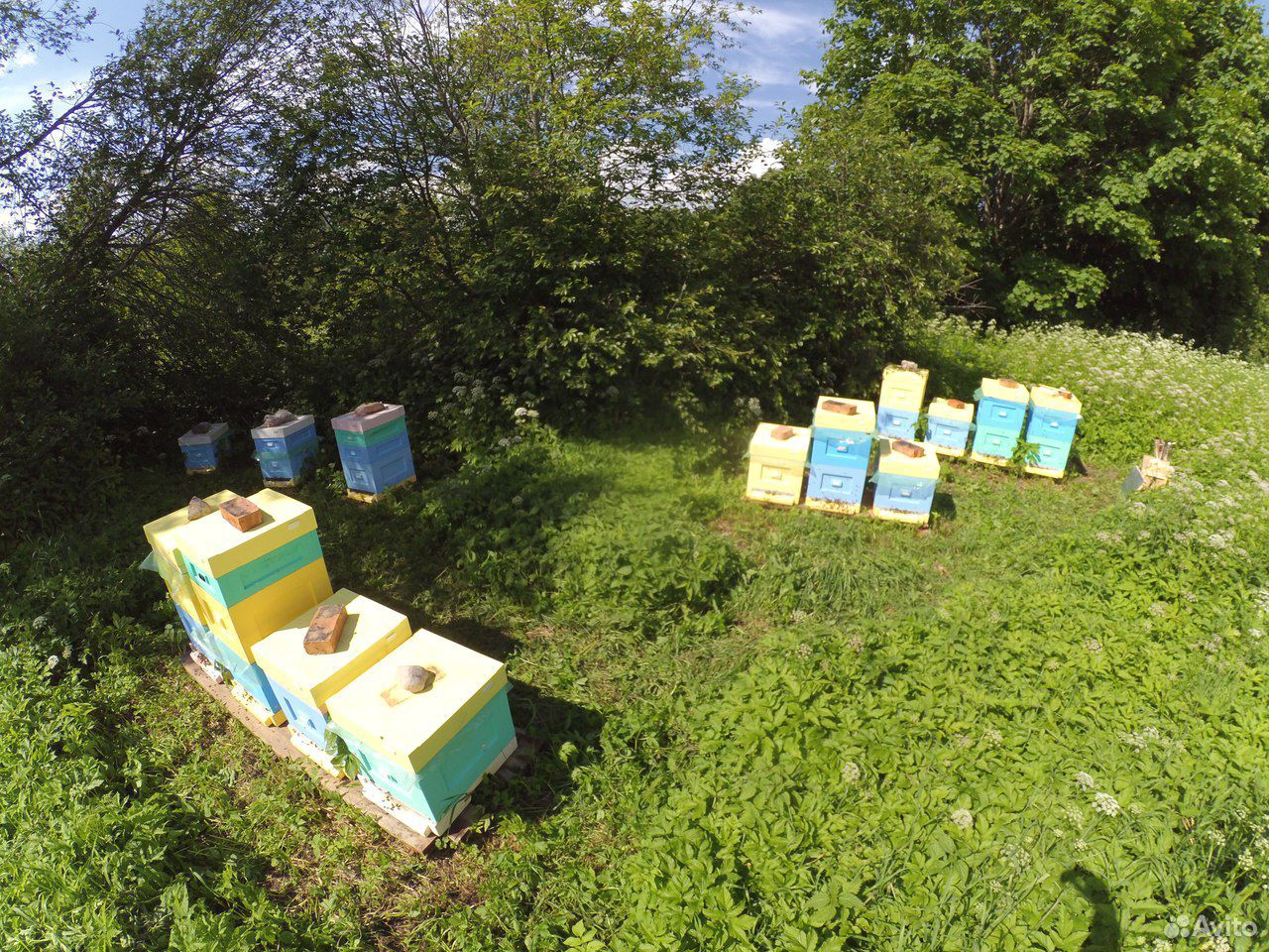 Продам пасеку и инвентарь пчеловода