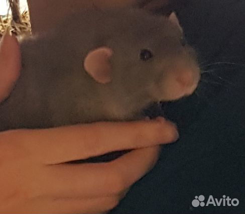 2 ручных дамбо мальчика в дар